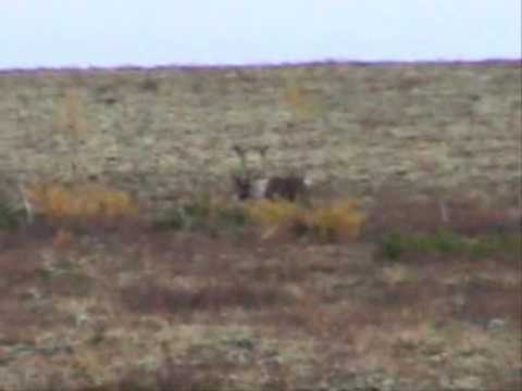 Antholz_Caribou_Canadian_SubArctic_Hunting_1_18.wmv - YouTube