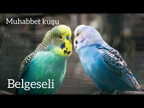 Muhabbet Kuşu Belgeseli - Özellikleri - Yaşam Alanı - (Belgesel Avcısı)