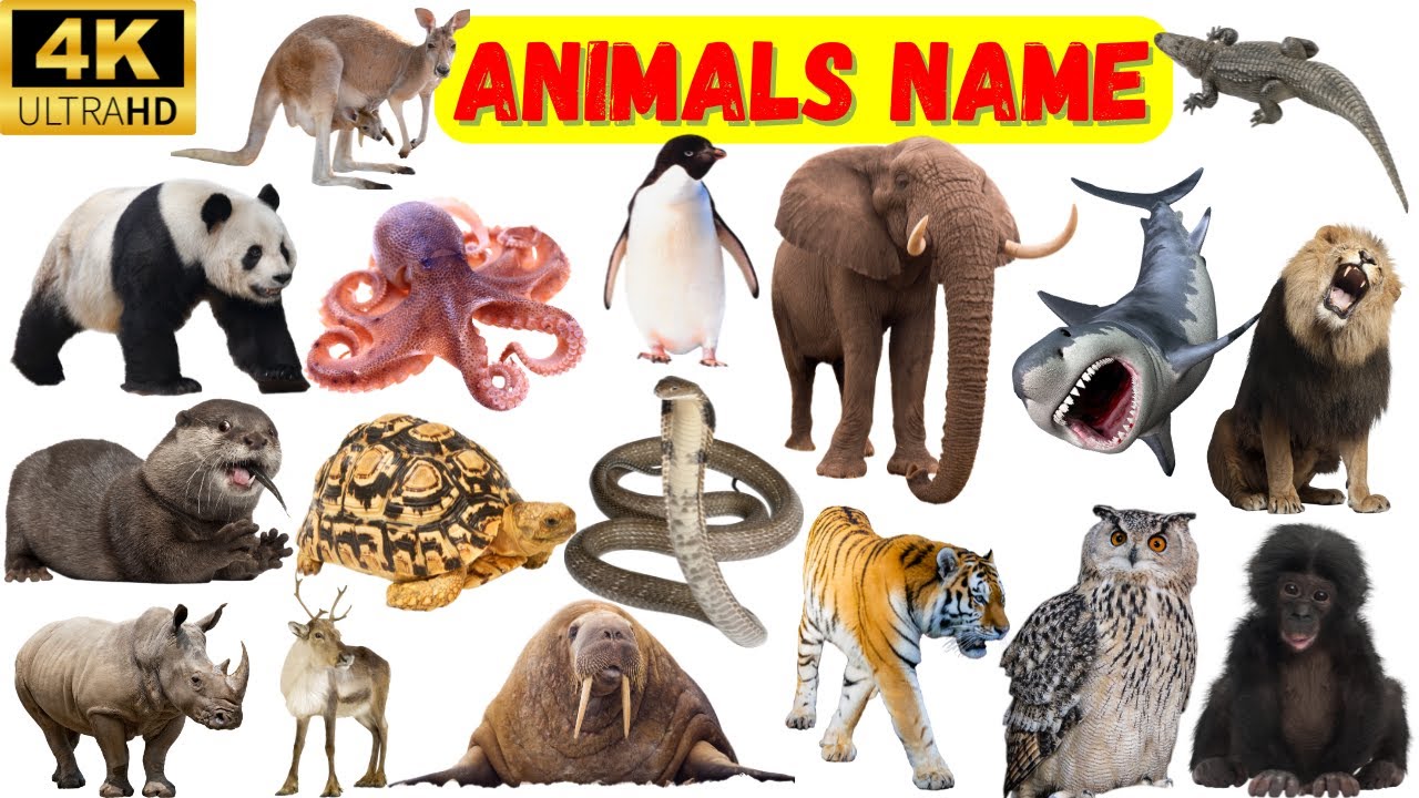 Learn 50 Animals Name | Animals Name in English | Animals Vocabulary ...