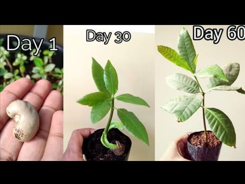 How To Grow Kaju From Seeds. Cashew nuts. Kaju plants in India - YouTube