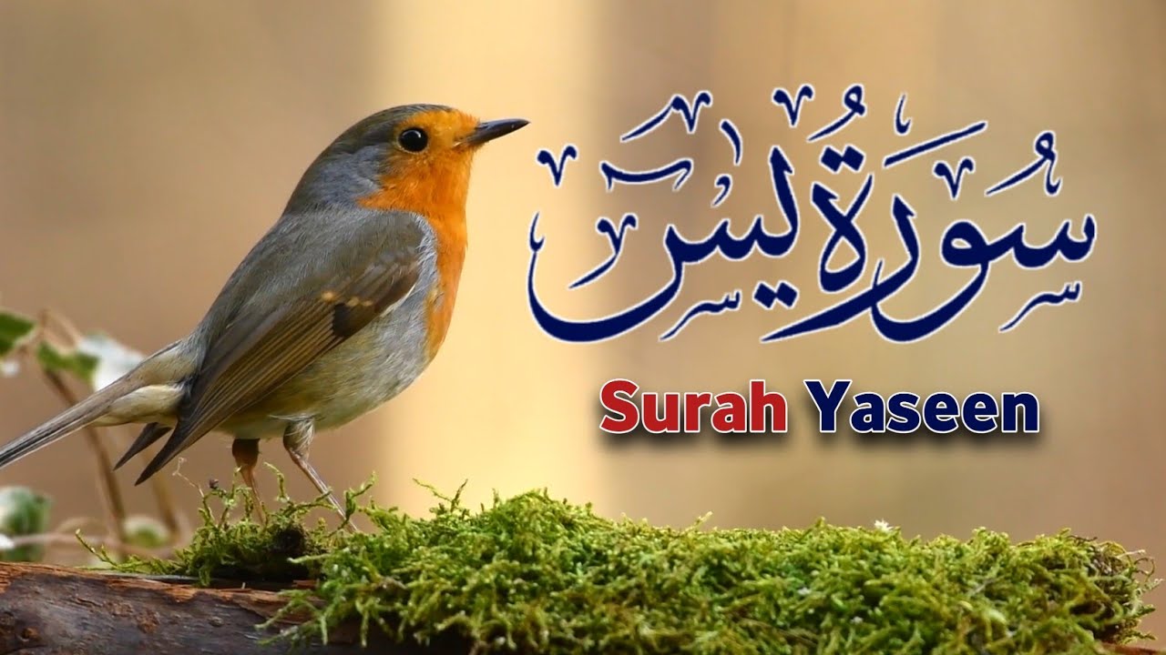 Surah yaseen | surah yaseen Shareef |surah Yasin |Quran Shareef |Quran ...
