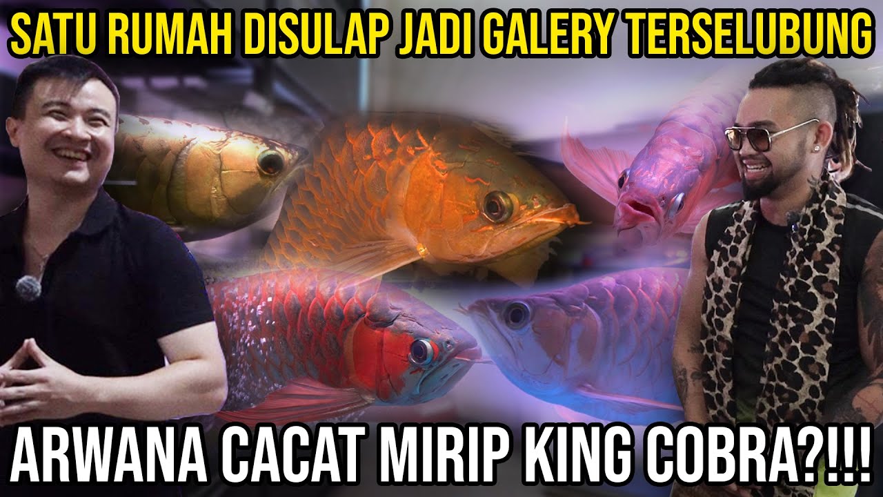 SATU RUMAH DISULAP JADI GALERY TERSELUBUNG ARWANA CACAT MIRIP KING ...