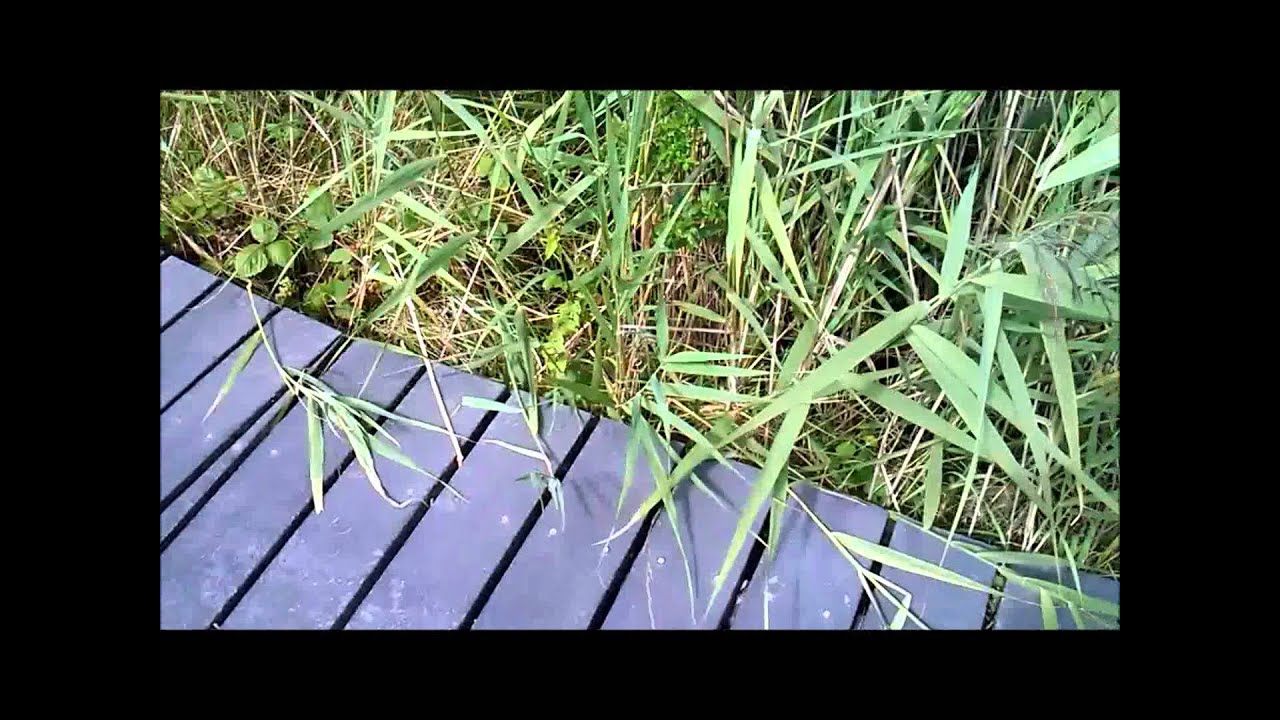 Viviparous Lizards and Marsh Frogs - YouTube