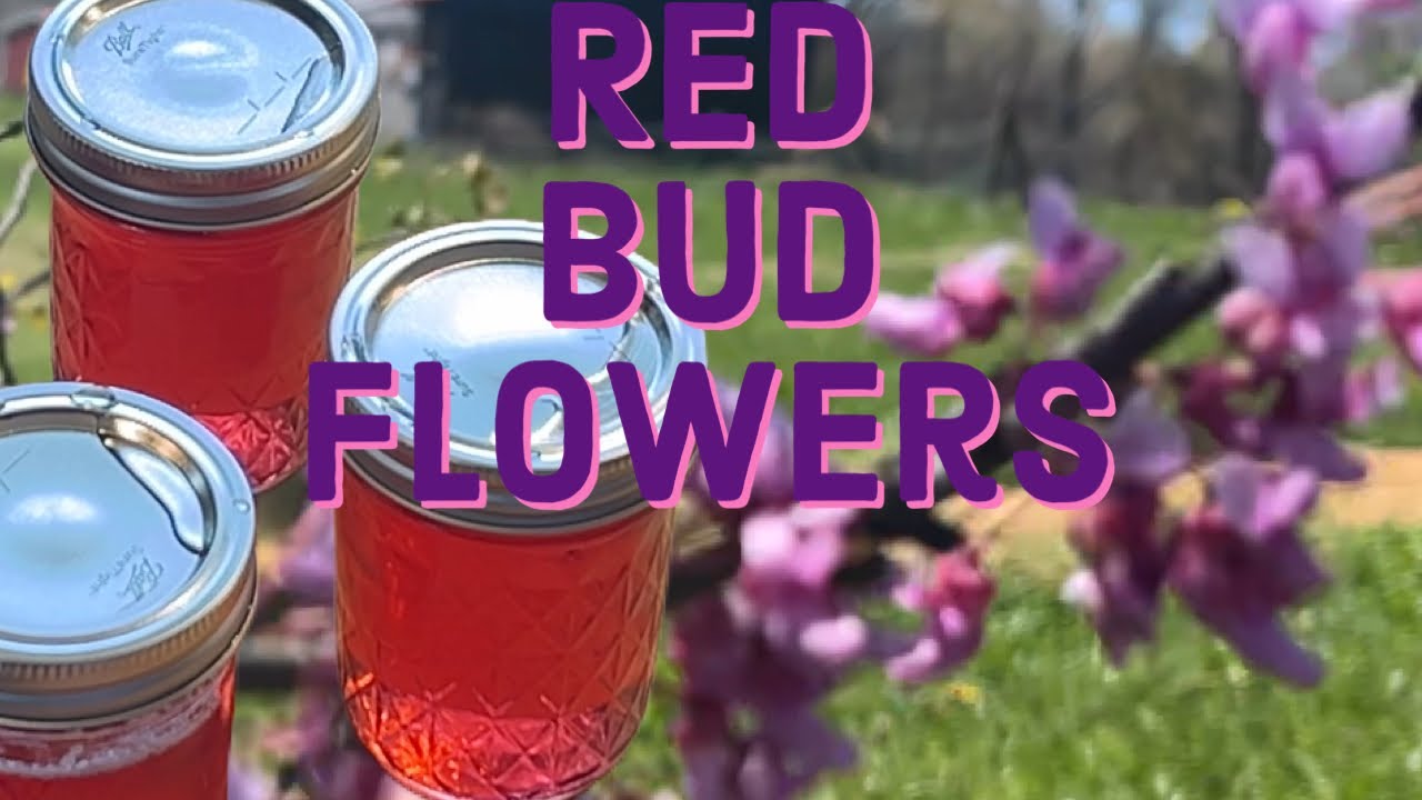 How To Make Redbud Jelly: and Preserve it - YouTube