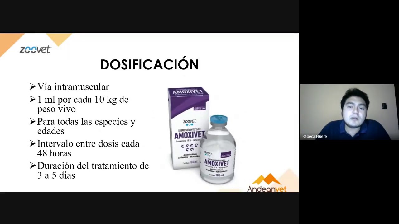 AMOXIVET- Antibiótico Inyectable ( Amoxicilina 15%) - YouTube
