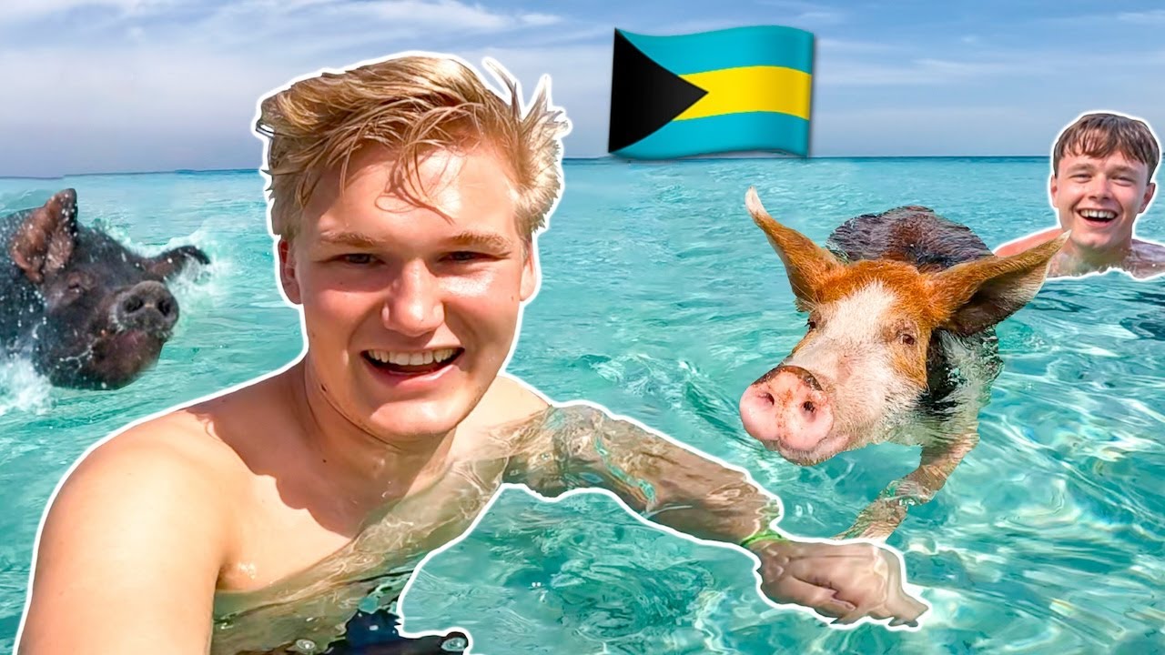 Svømmer med grise på Bahamas! - YouTube