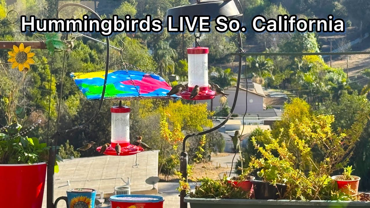 🔴 Hummingbirds live in Southern California Feeding, Robbie and Gary ...