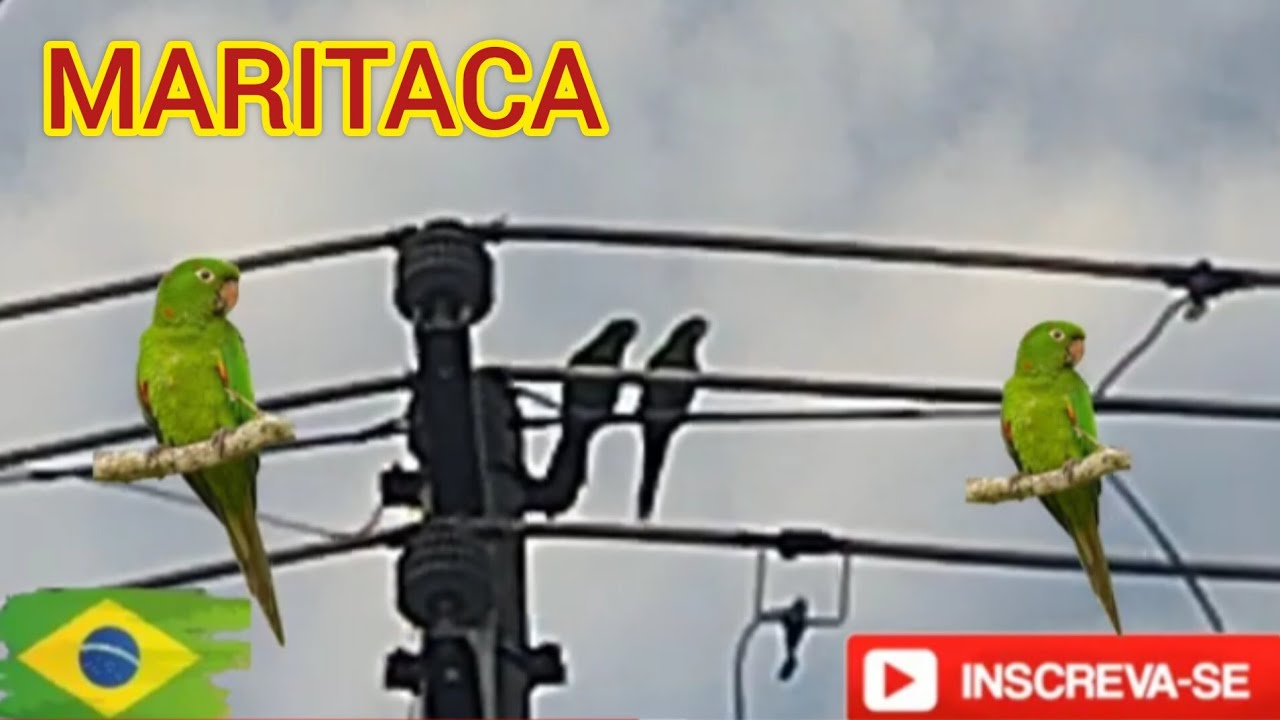 MARITACA CANTANDO. SONGBIRDS PASSERINE CANTO DA MARITACA. BADERNA DE ...