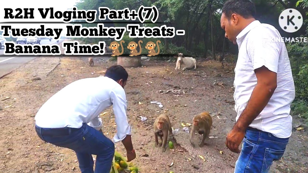 Tuesday Monkey Treats Banana| मंगलवार को बंदरों को केले खिलाए🍌🐒 देखिए ...