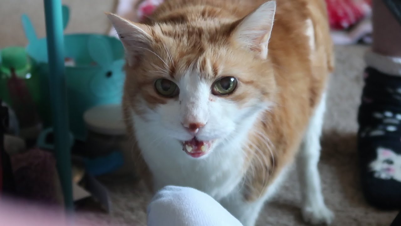 Cat Meows Out Love - YouTube