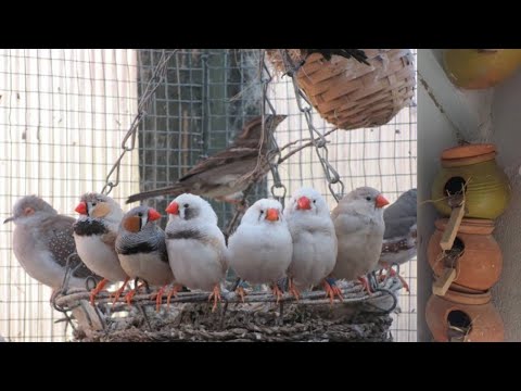 Finches houses || Amazing zebra finch breeding colony setup || Aahi or ...
