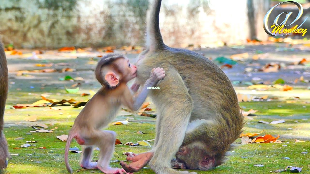 Sweet..! Mila monkey trying to play and train her sibling sister. - YouTube