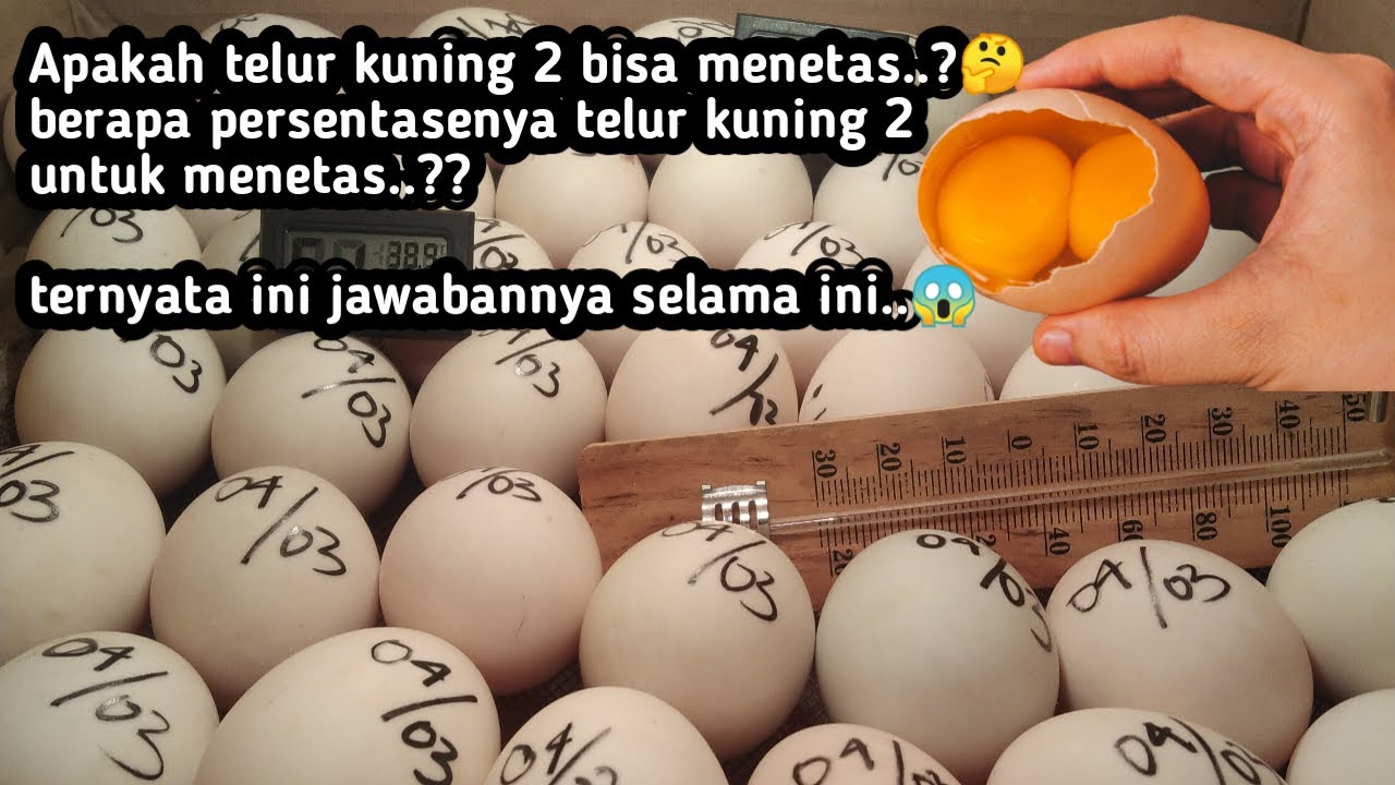 2 kuning telur apakah bisa menetas simak penjelasan nya..☑️ - YouTube