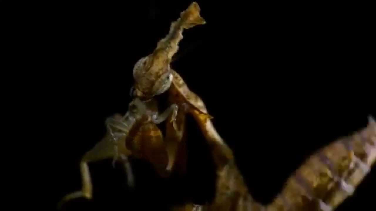 Phyllocrania paradoxa, Ghost mantis, L3 - YouTube