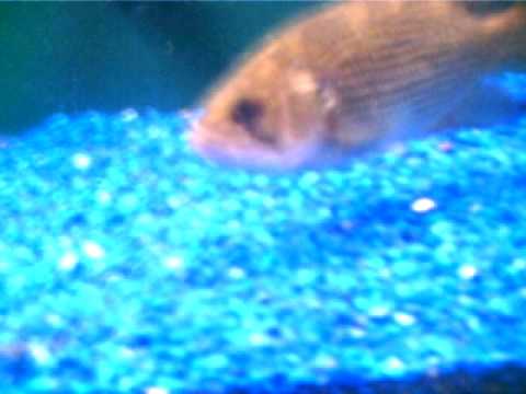 Pet crappie and rock bass feeding - YouTube