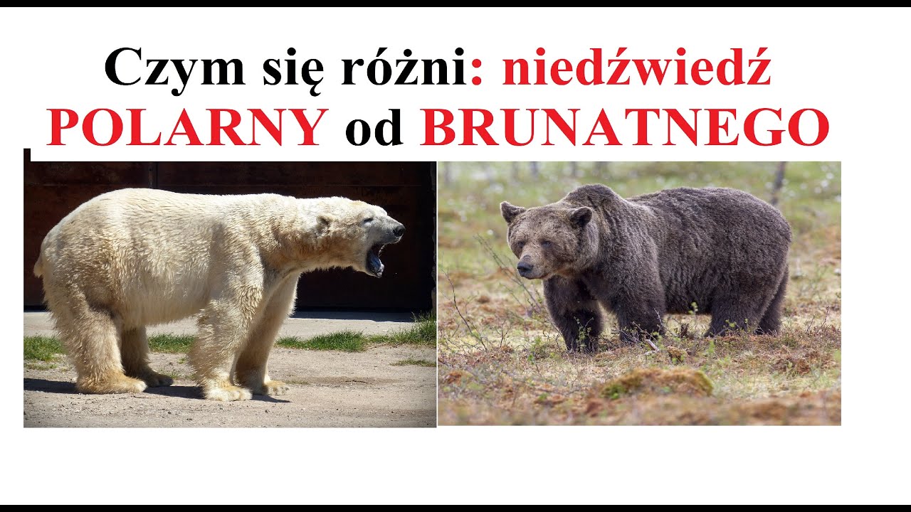 Czym się różni: niedźwiedź POLARNY od BRUNATNEGO - YouTube
