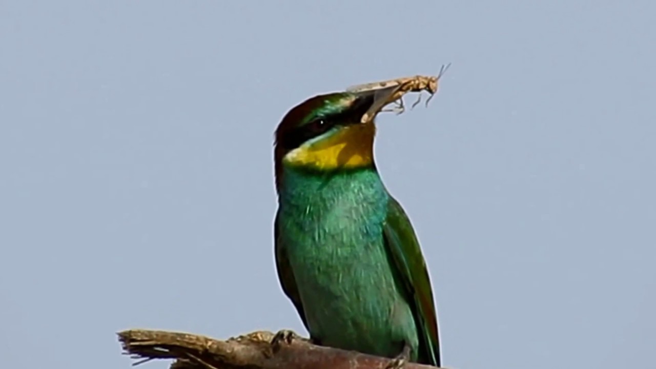European bee-eater nesting in Cyprus (Merops apiaster) Μελισσοφάγος ...