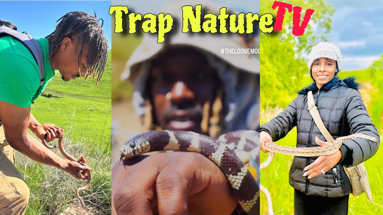 Trap Nature TV ( spring 2024 ) Bay Area field Herping reptiles and ...