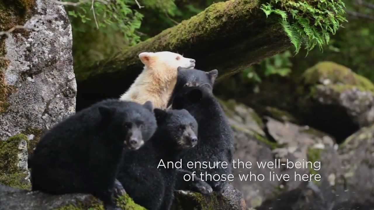 The Great Bear Forest Carbon Project - YouTube