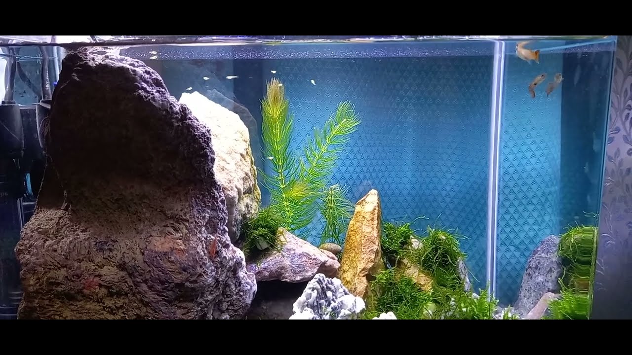 Baby Guppy fish tank, natural simple aquascape, day to day video (10 ...