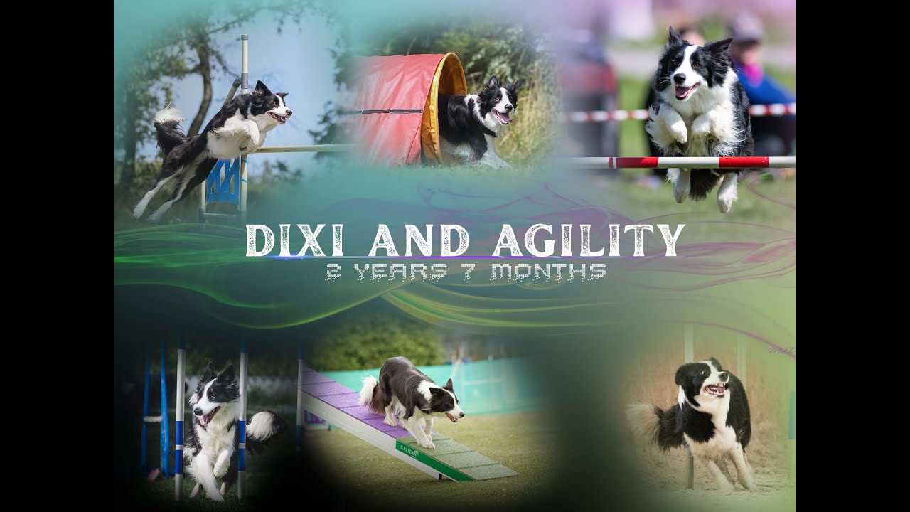 Dixi and agility (almost 3 years) - YouTube