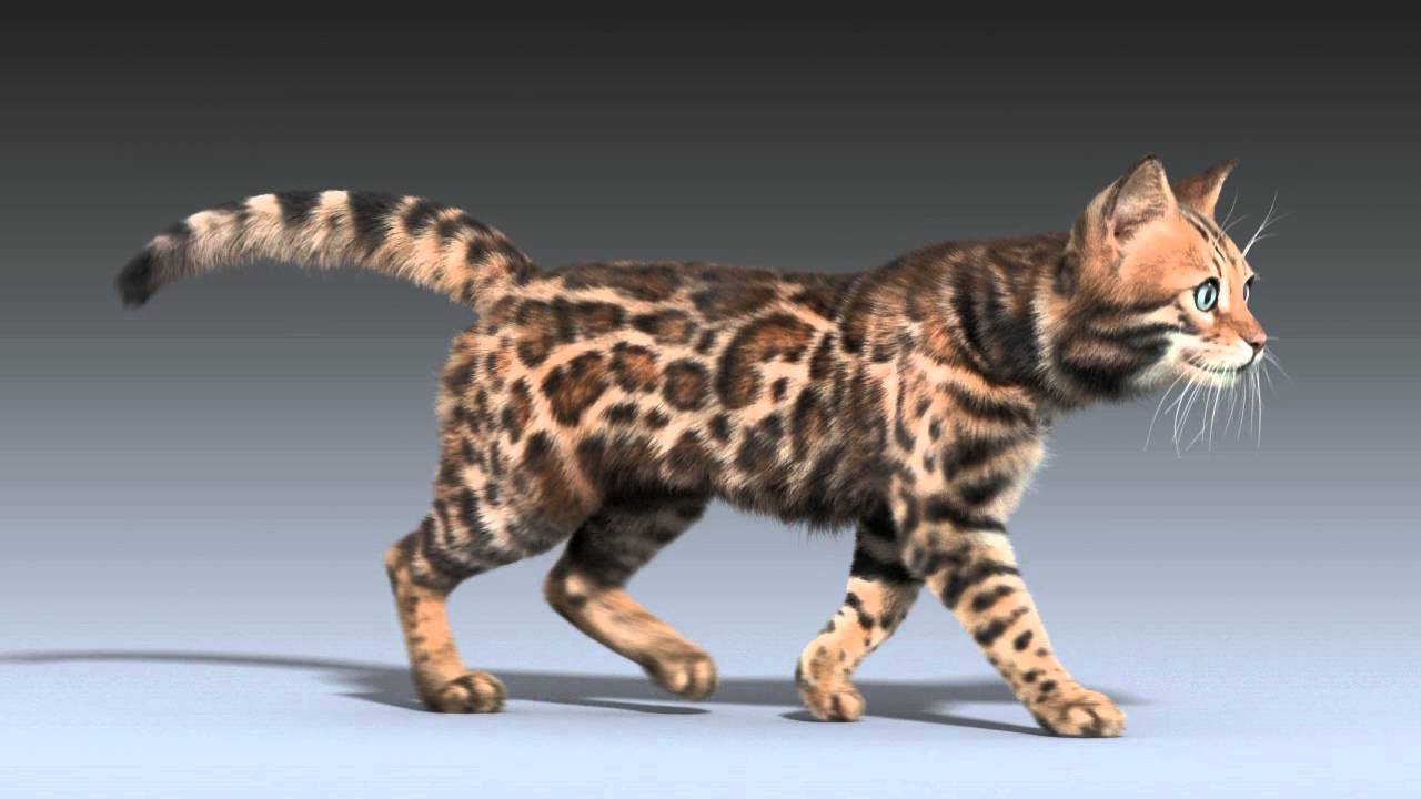 Bengal cat FUR walk cycle animation - YouTube