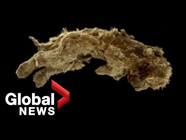 Siberian Lion Extinct