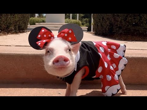 I’m BACK! The weekend, tattoos, Charlie and the Pig!! - YouTube