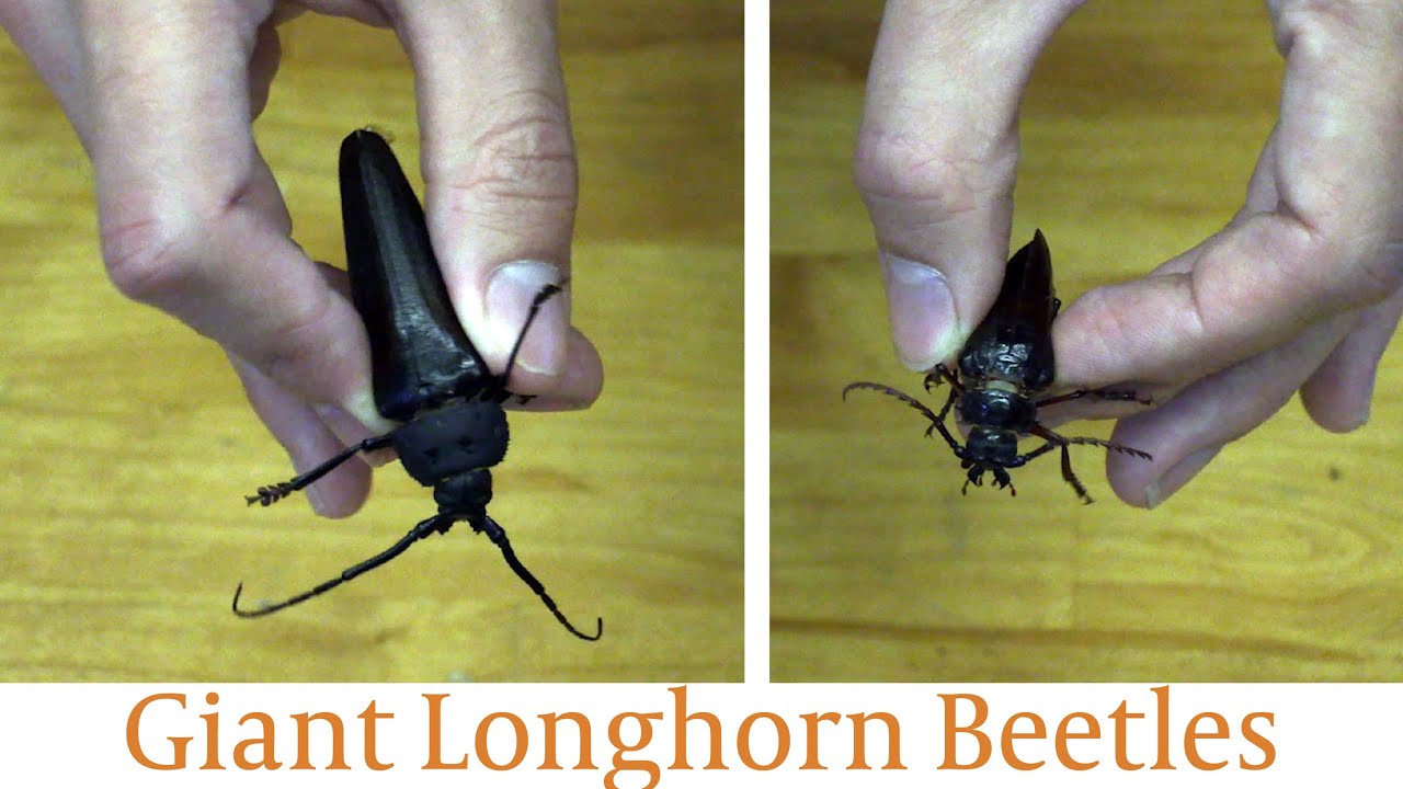 Handling Giant Long Horn Beetles - YouTube