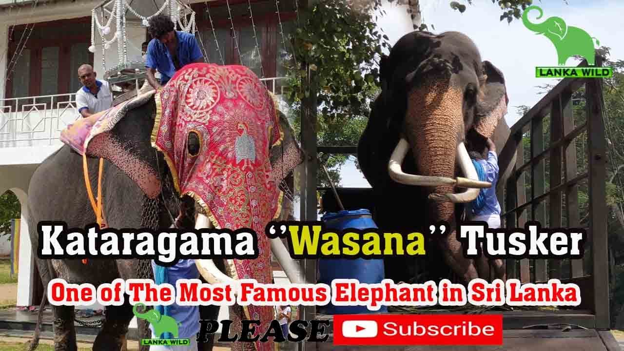 Kataragama''Wasana '' Elephant preparing for the Perahera / Lanka Wild ...