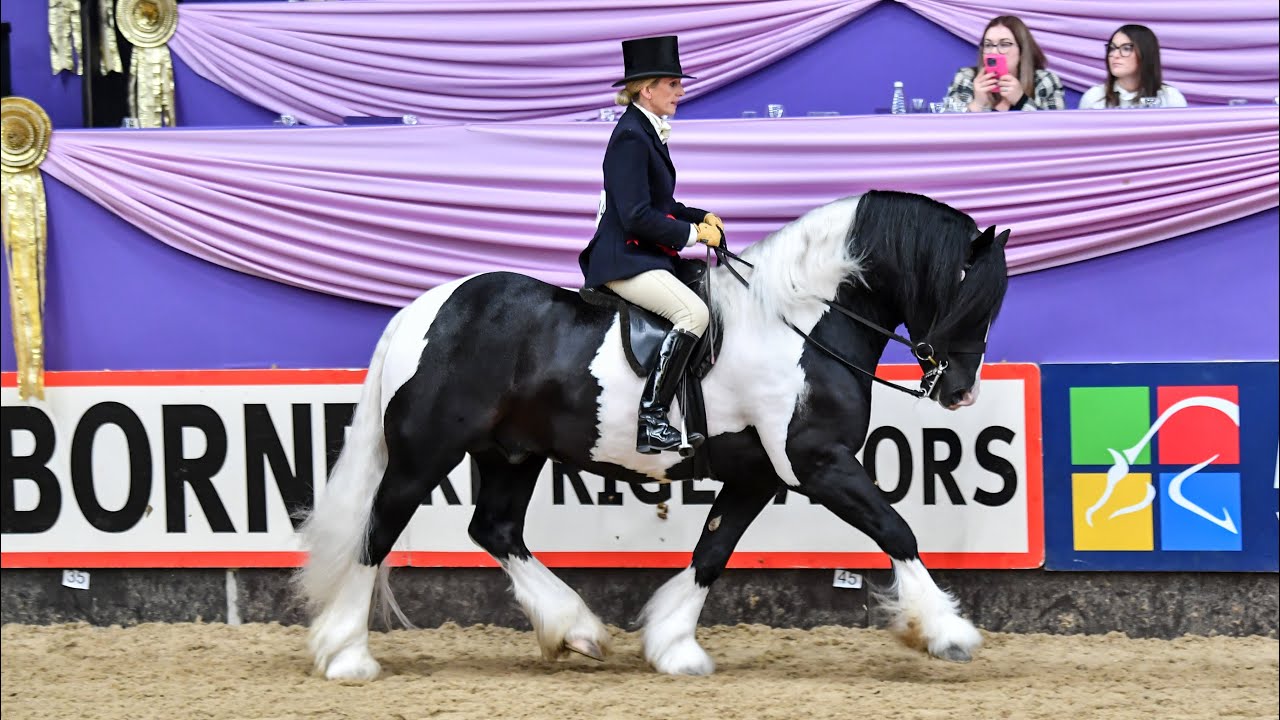 Horse of the Year Show 2023 Monivea Black Magic - YouTube