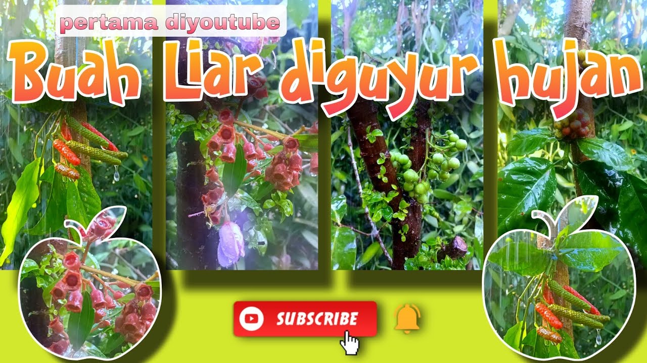 BUAH CABAI JAMU, POKAK, KOPI dan BUAH LIAR DI GUYUR HUJAN MANTAP #viral ...
