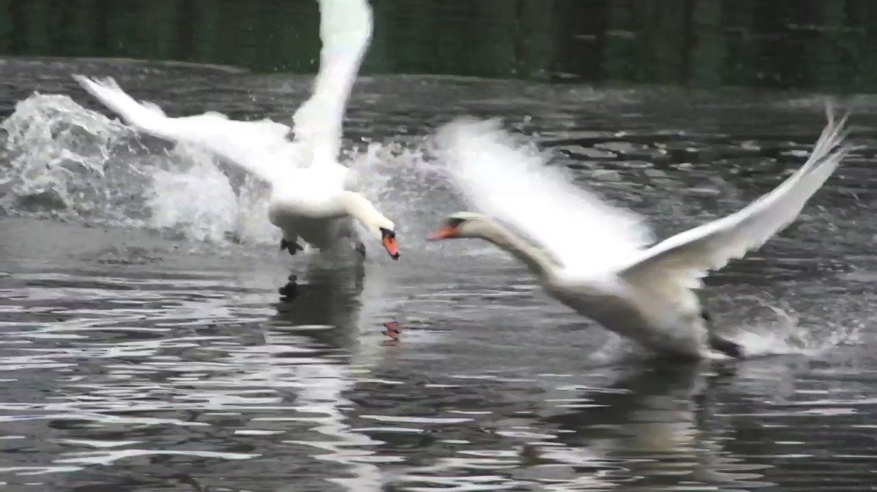 🦢 swans vs swan vs swan vs swanling 2012 🦢 by Ani Male - Part 1 - YouTube