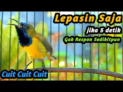 CUIT CUIT SOGON GACOR PENAIK EMOSI SOGON TROTOL GACOR DOR LANGSUNG NAIK, NEMBAK PANJANG FULL ISIAN