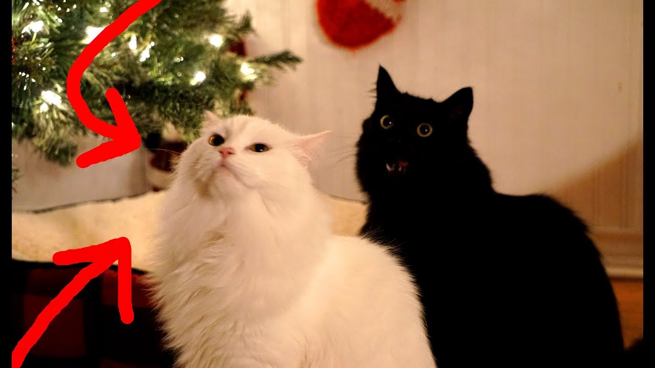 CATS PROTEST MOVING DAY - YouTube