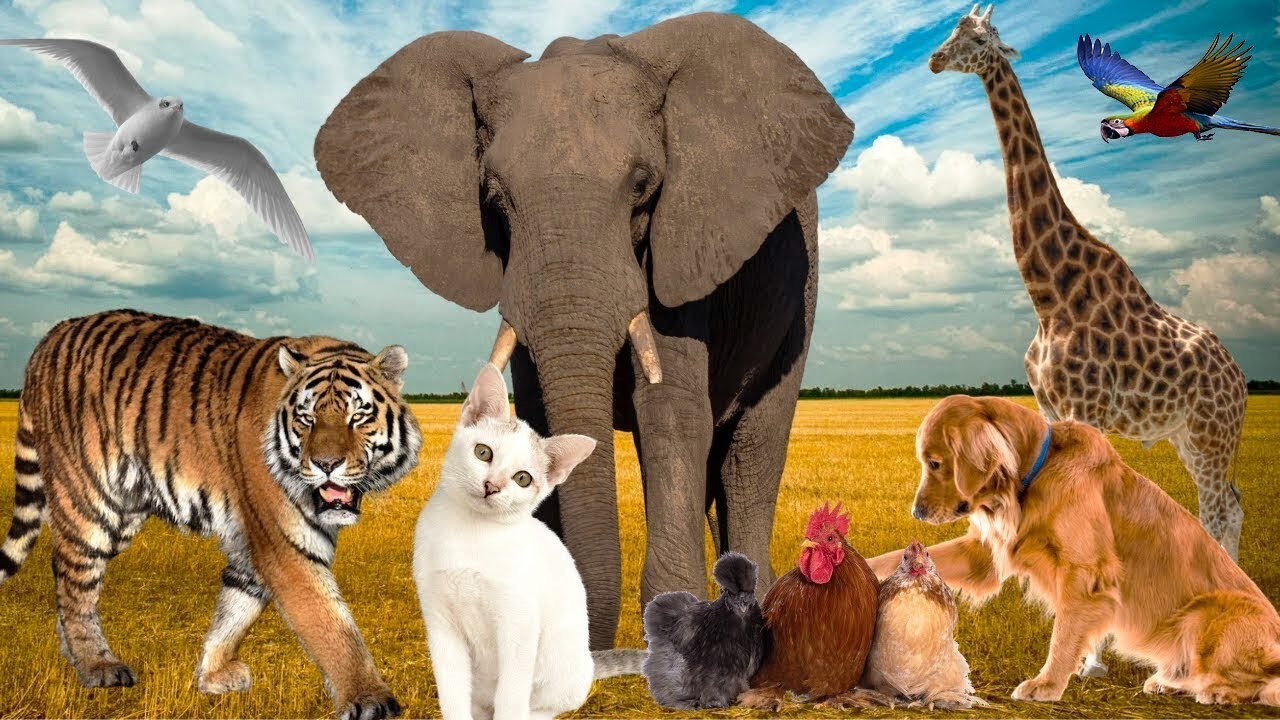 The Lives of Known Animals tiger, cats, chickens, horses, ducks ...
