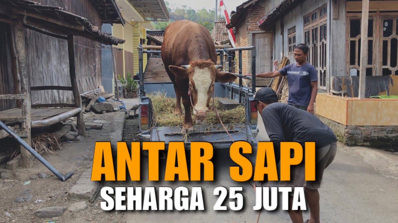 VLOG ️Antar Sapi 25 Juta Ke Lereng Gunung Wonoboyo, Duitnya Kurang 1 Juta Akhirnya Bayar di ...
