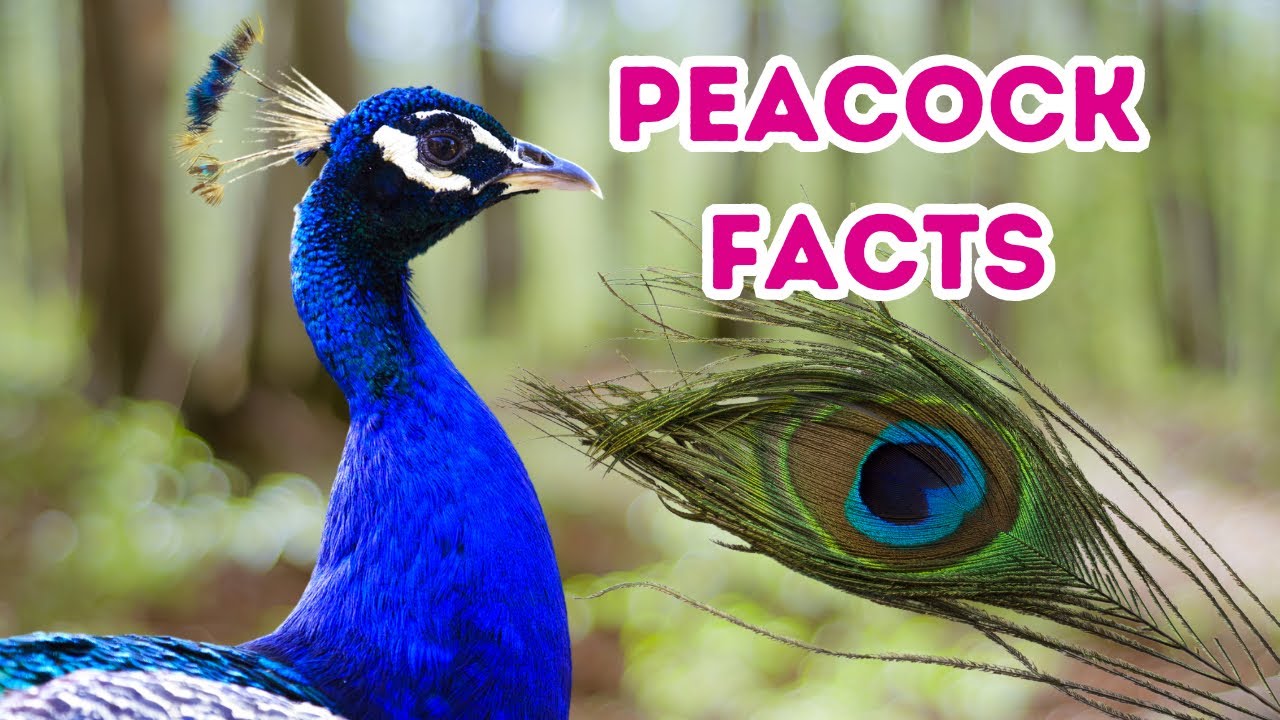 Beyond Beauty: 5 Fascinating Peacock Facts Revealed - YouTube