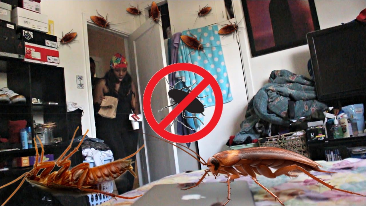 COCKROACH PRANK ON GIRLFRIEND!!! - YouTube