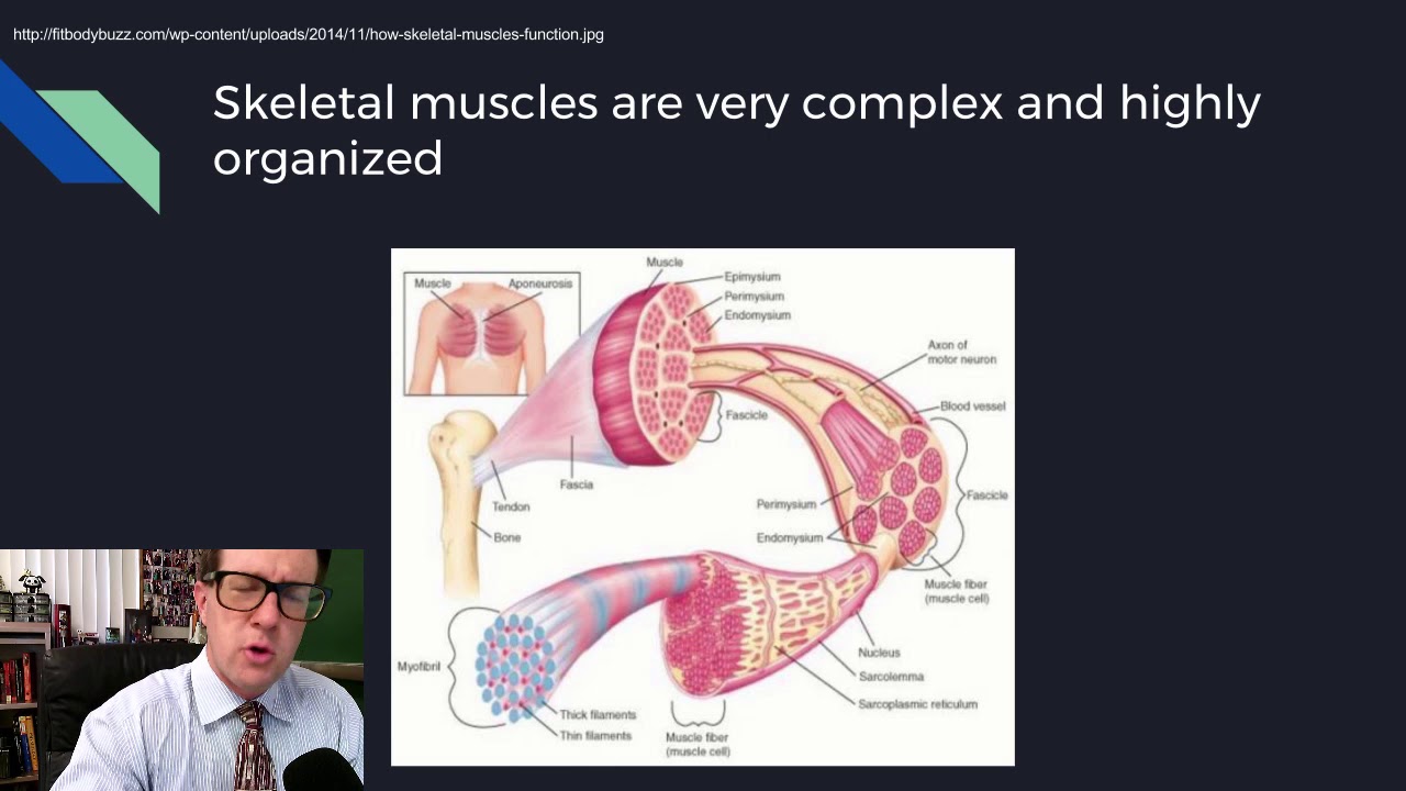 Physiology Lecture 08 Excitable Tissues - YouTube