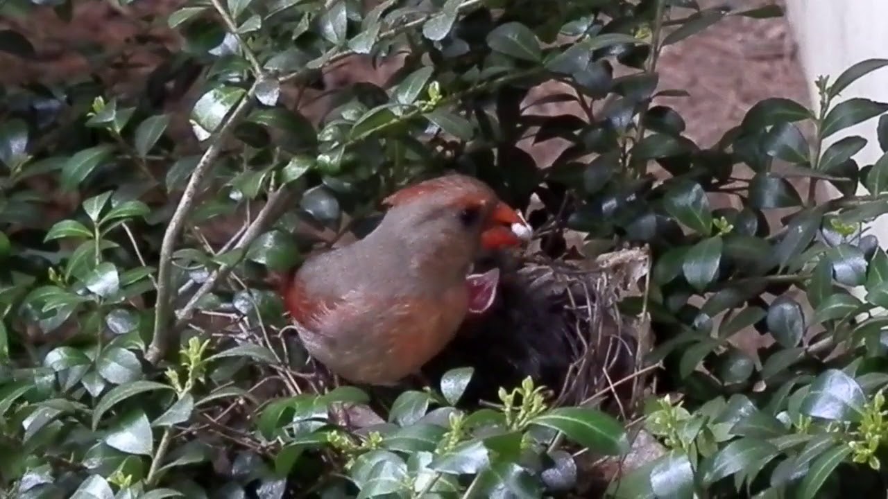 Cardinal Nestlings on 5-18-2020 - YouTube