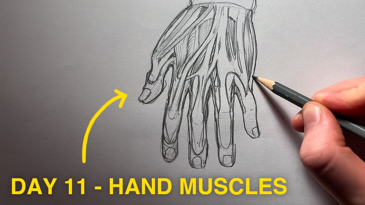 Art Fundamentals Day 11 - Hand Muscles - YouTube