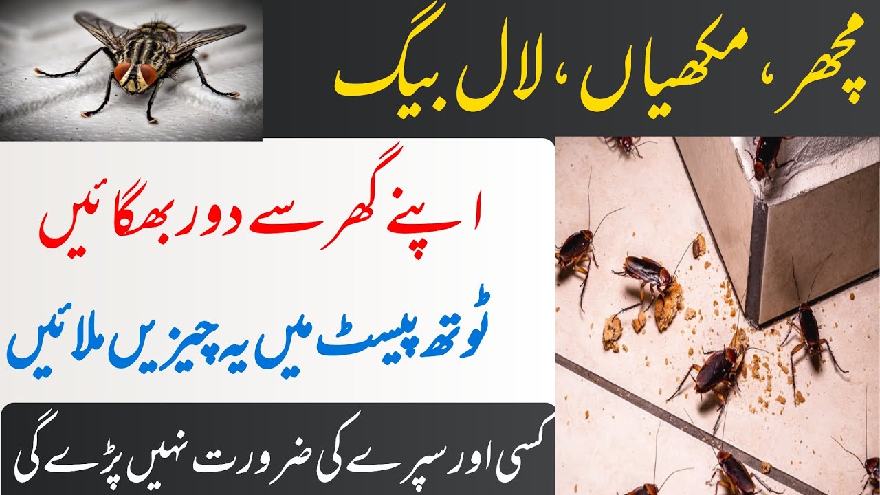 Machar Makhiya cachroach se jan choraein || Mosquito spray - YouTube