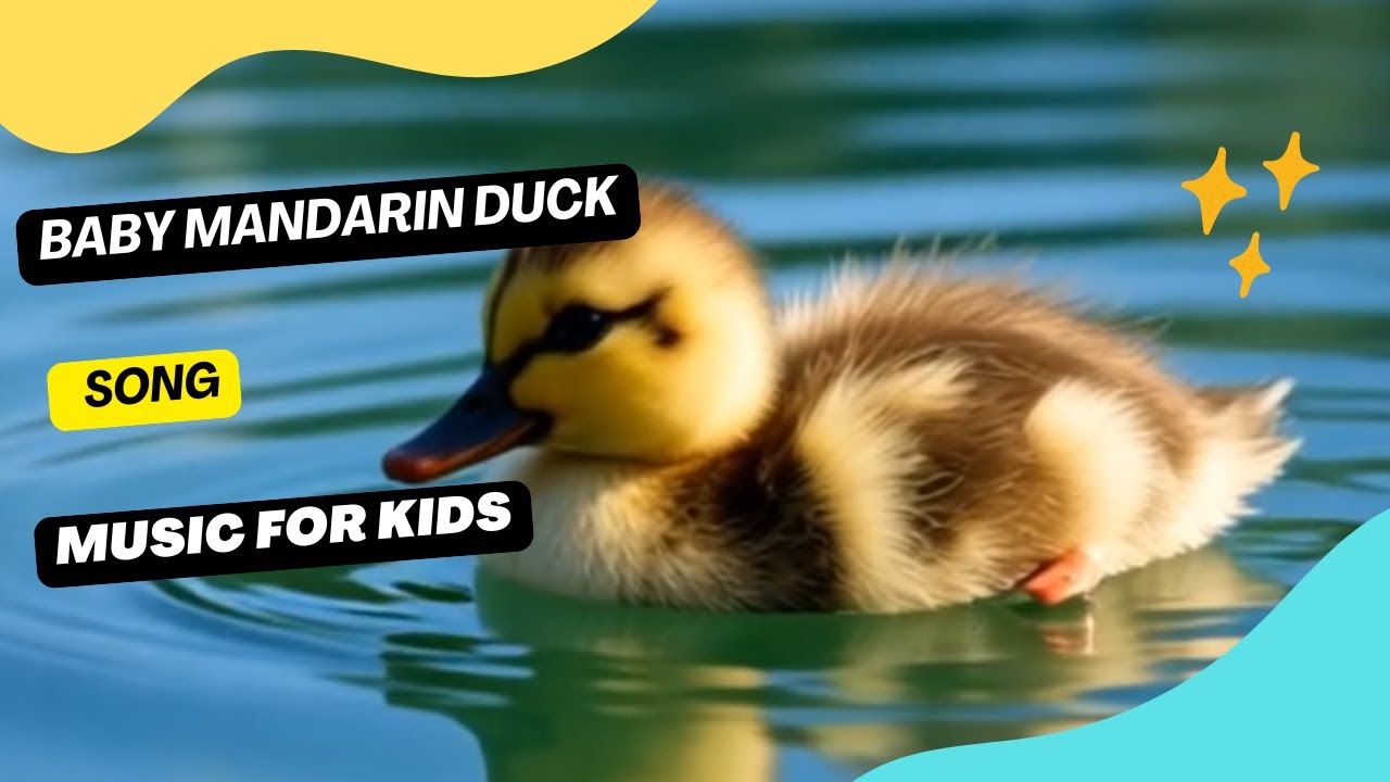 Baby Mandarin Duck Song / Music for Kids - YouTube