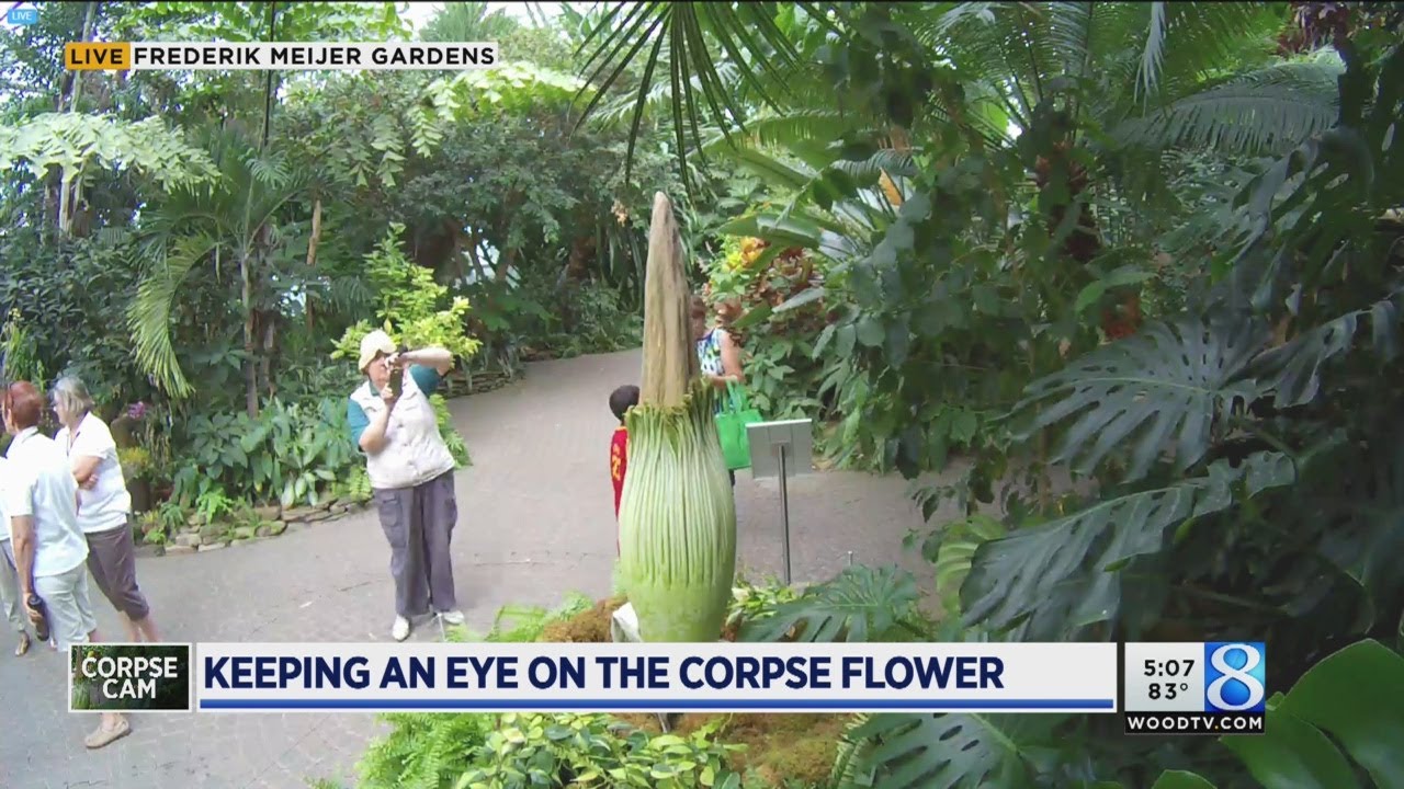 Livestream of corpse flower available on woodtv.com - YouTube