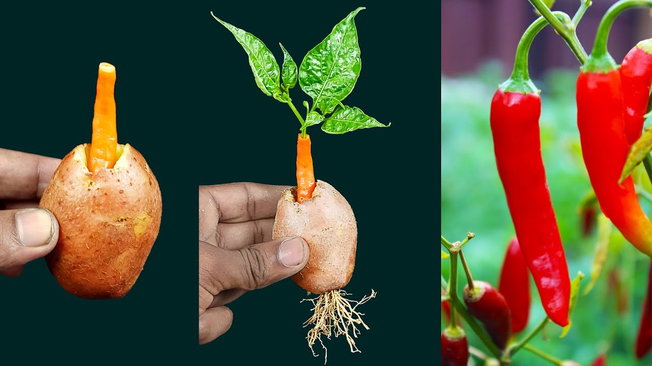 Best technique how to grow chilli tree from chilli 🌶️ with potato ...