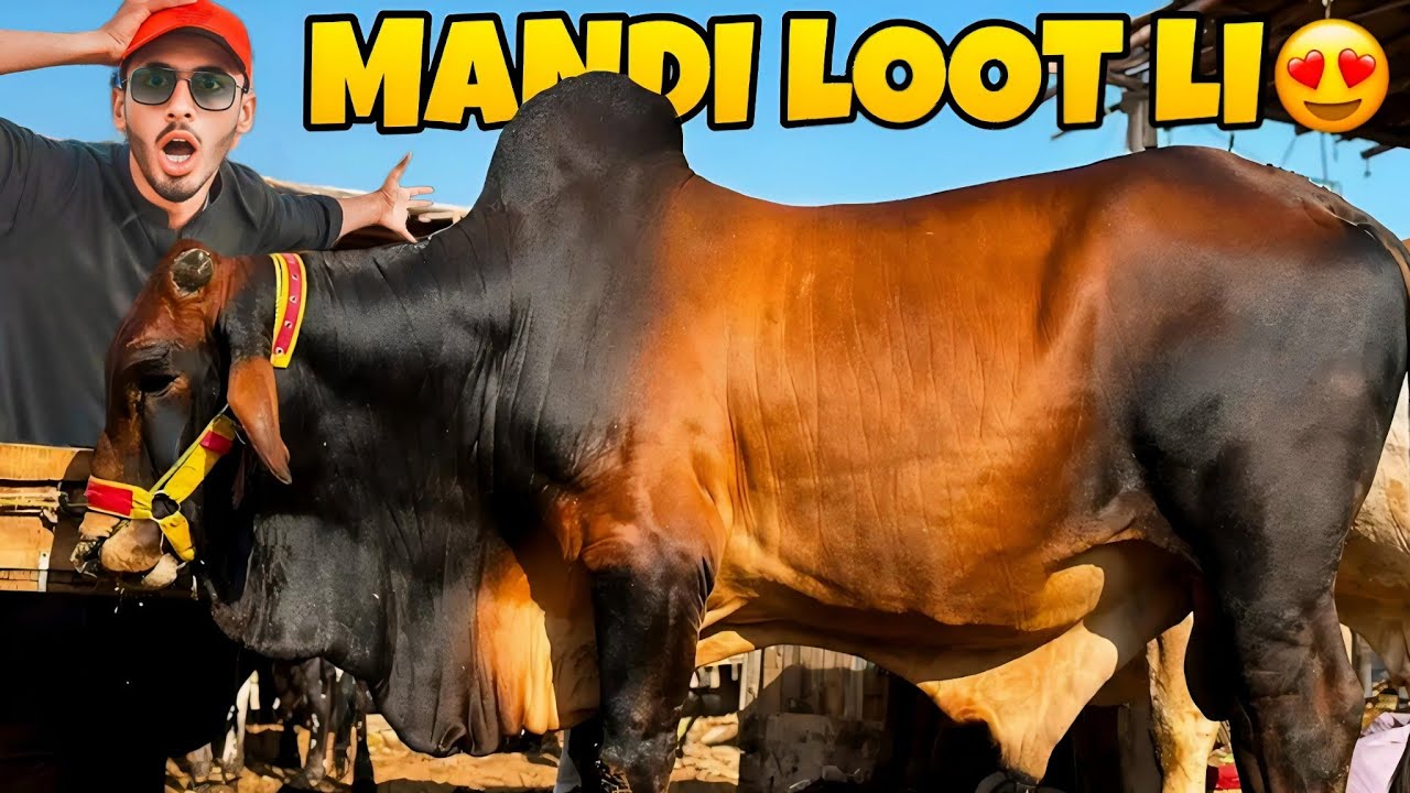 ALHAMDULILLAH JANWAR PASAND AA GAYA ||😍 ASIA KA SABSE BADA JANWAR 😱🐂 ...