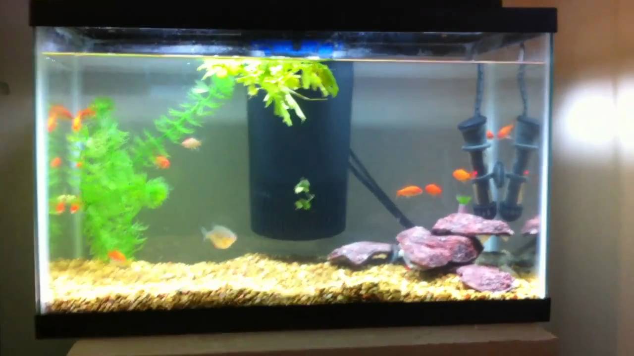 4 Small Piranha's - YouTube
