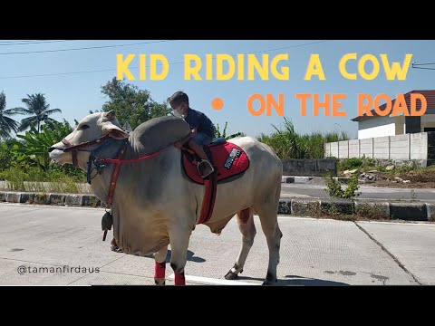 kid riding a cow on the road | kids riding a cow on the road | child ...