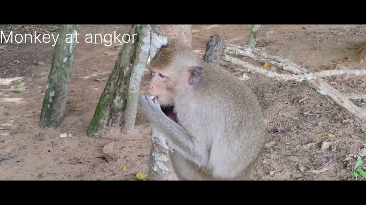 Monkey Angkor Leyla with new cute baby monkey - YouTube